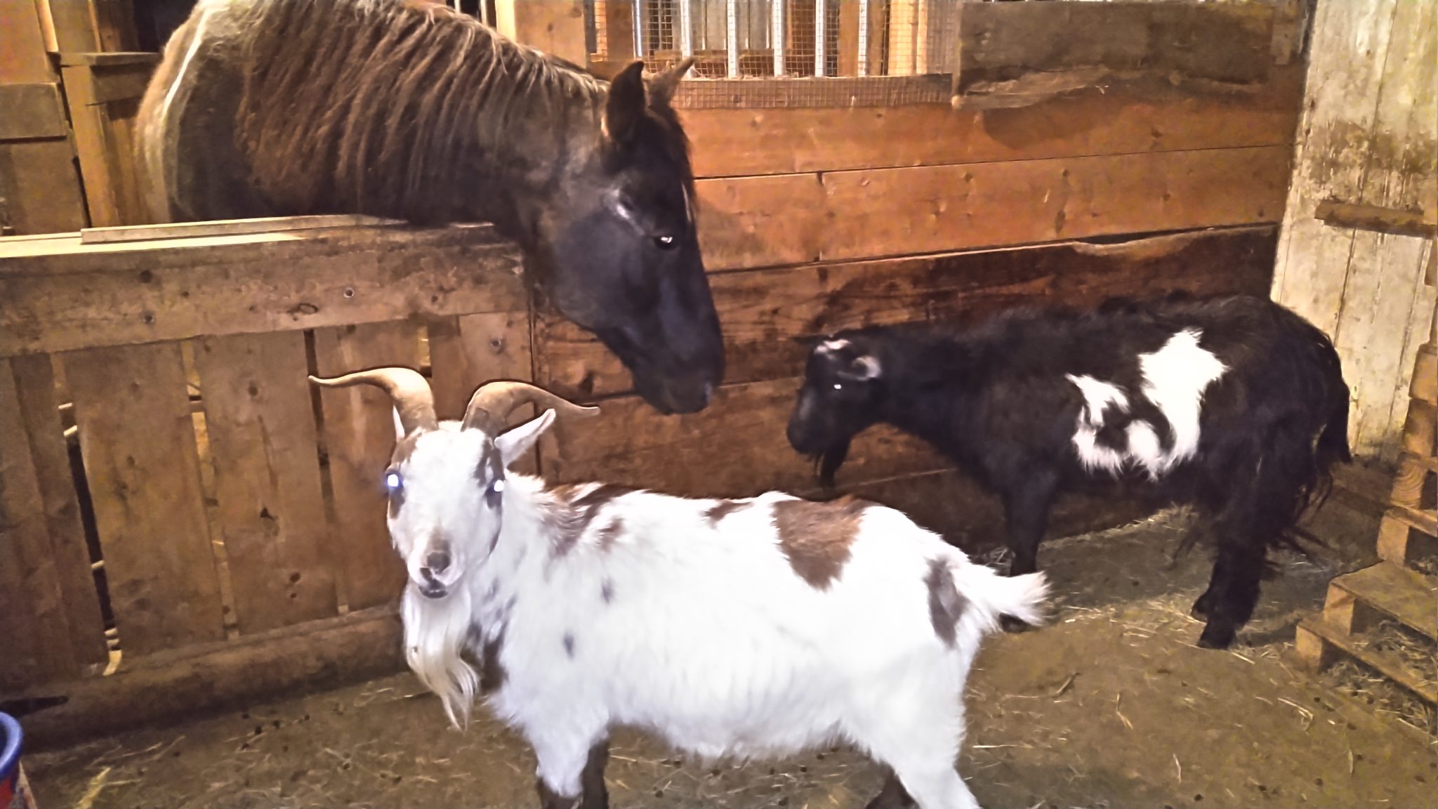 Farm and Pet Copywriter - Living the Dream: From One Purr to a Loving ...