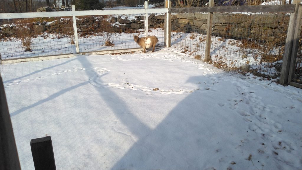 Goats: The Clowns of the Barnyard and When Winter Stops Your Equipment ...