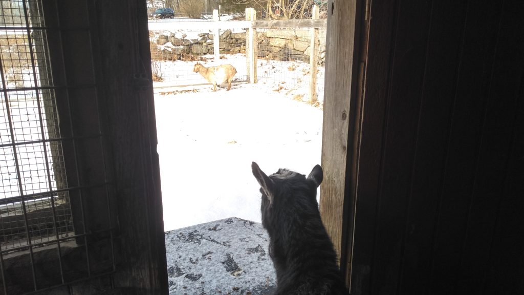 Goats: The Clowns of the Barnyard and When Winter Stops Your Equipment ...