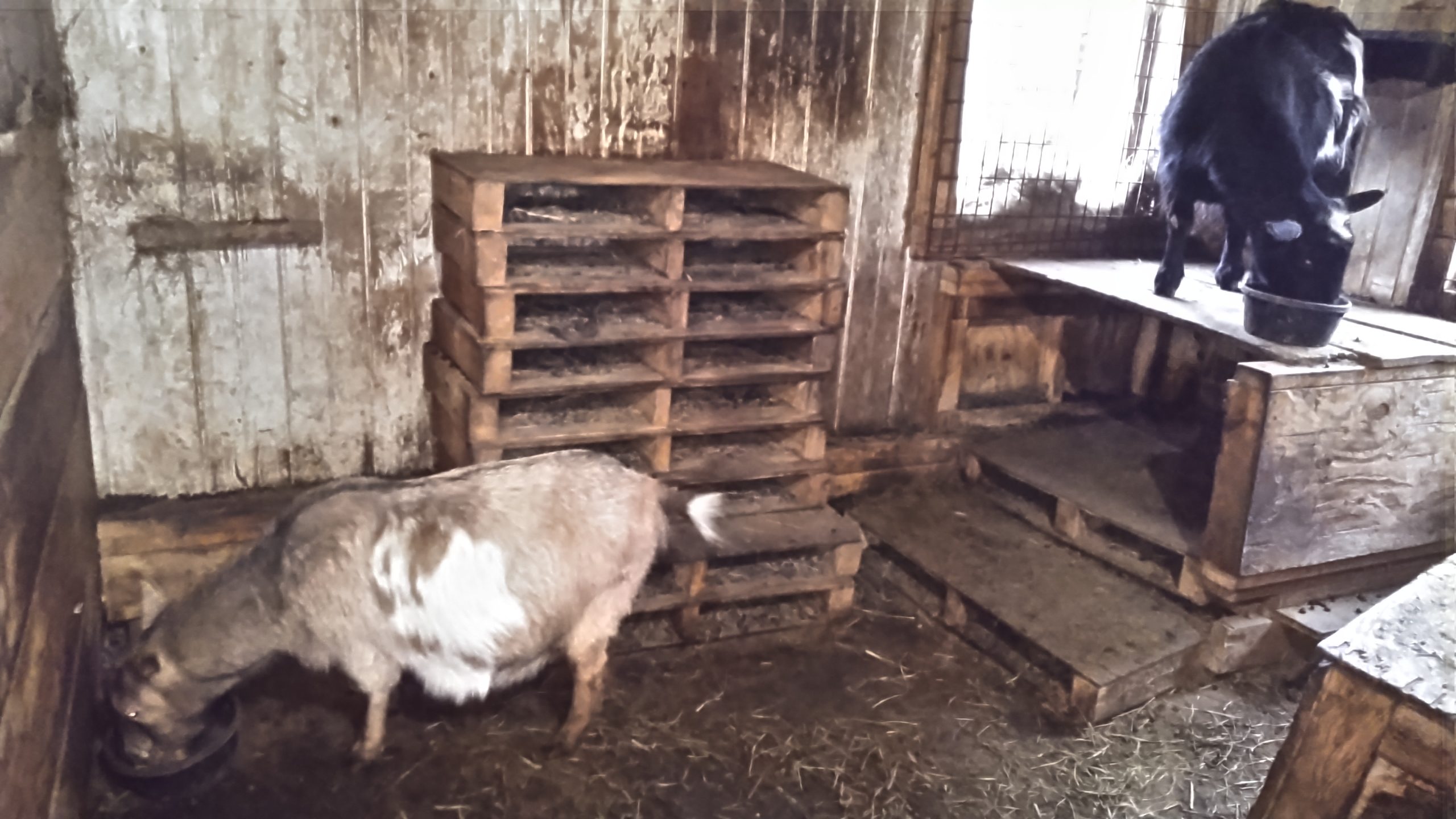 Goats: The Clowns of the Barnyard and When Winter Stops Your Equipment ...